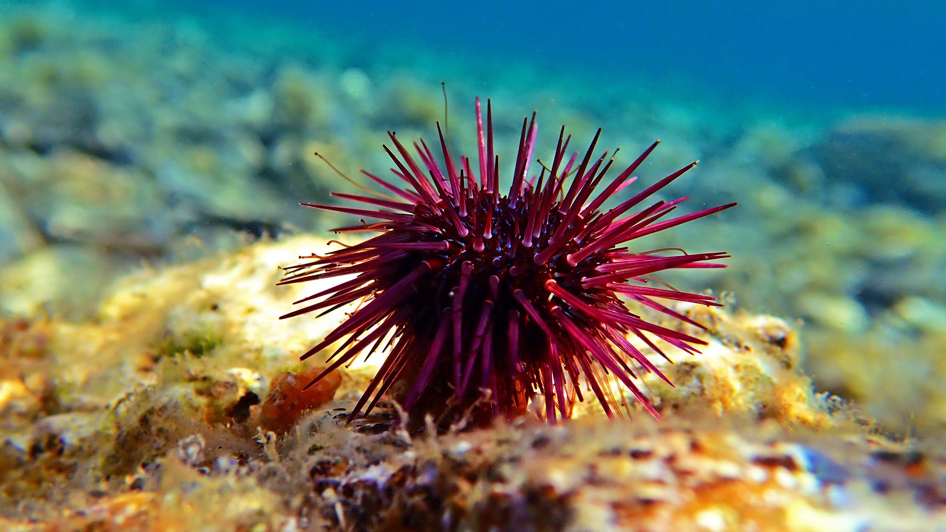 Sea Urchins (Zee-egels) – Heevis