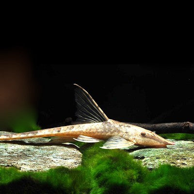 Sturisoma aureum Sierlijke algeneter M@ – Heevis