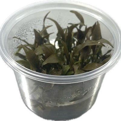 Cryptocoryne petchii pink 100 cc. – Heevis