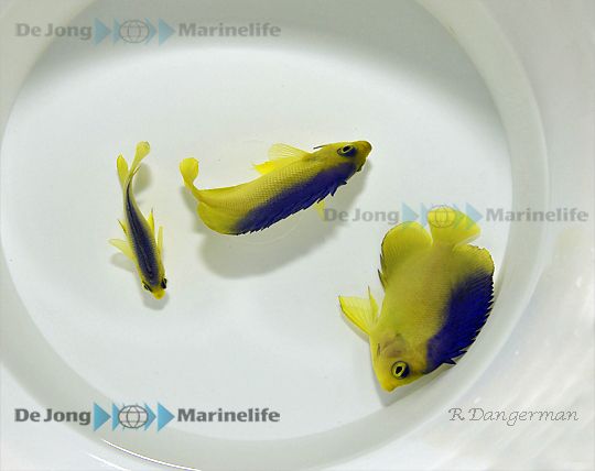 Centropyge colini – Heevis