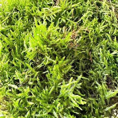 Peacock moss 100 gram – Heevis