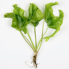 Nuphar Japonica (Spatterdock) knol – Heevis