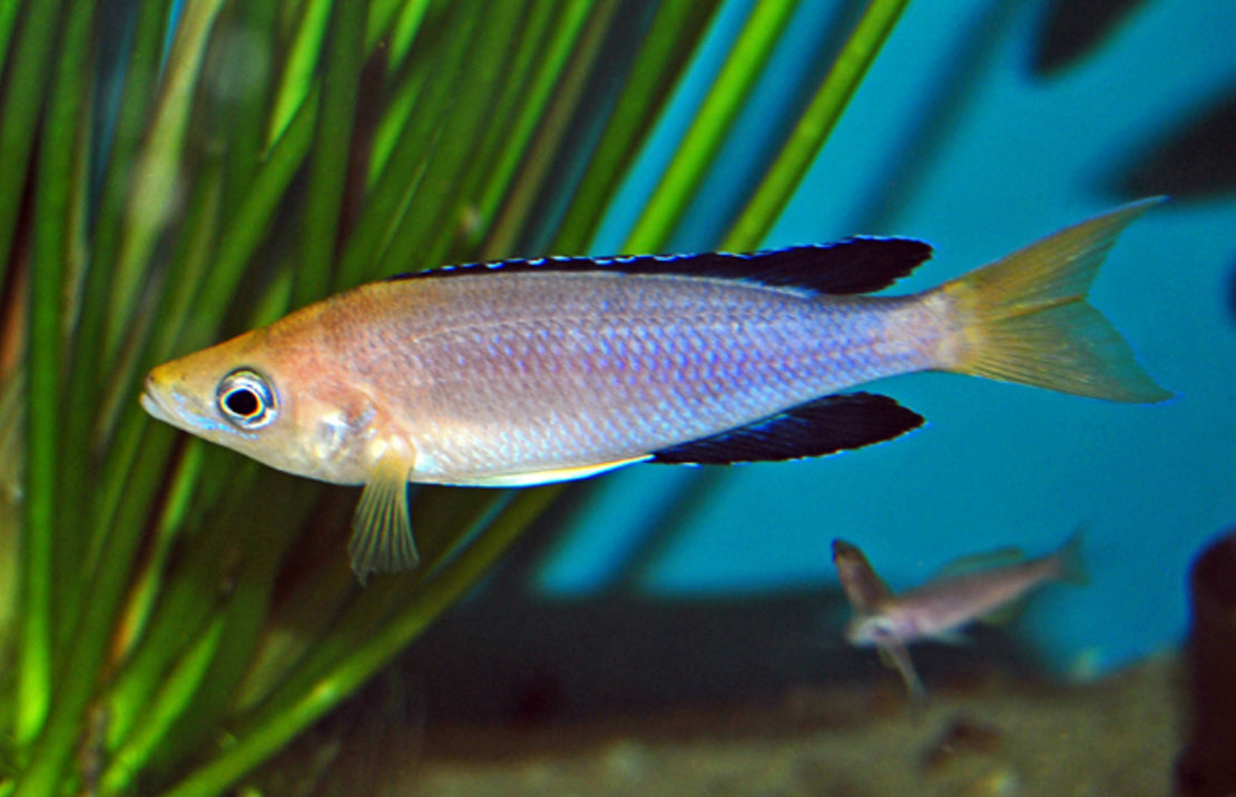 Cyprichromis microlepidotus Kasai – Heevis