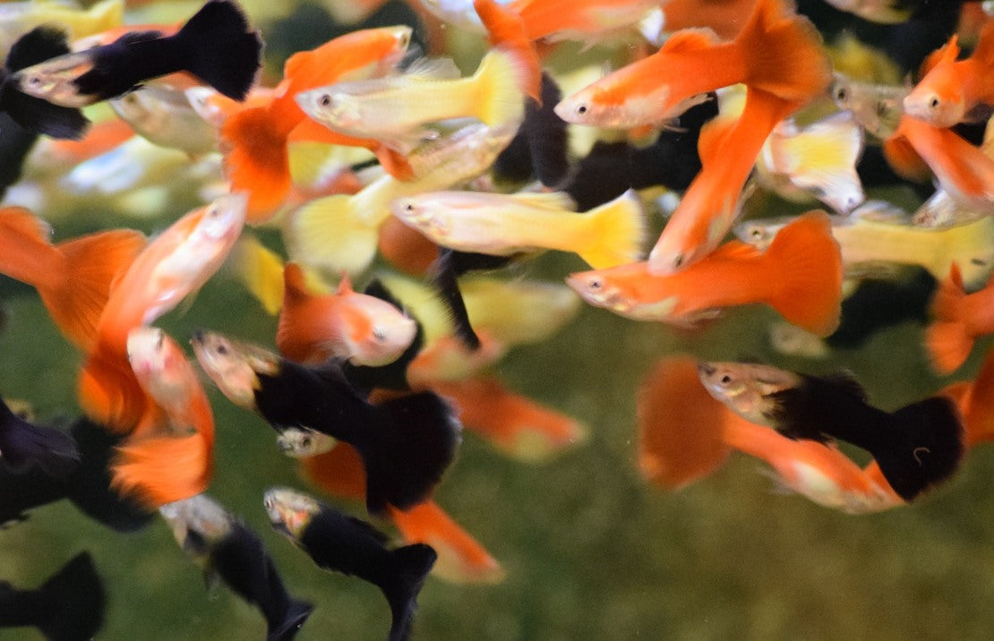 Poecilia Reticulatus Mix Belgium/german Flag Male M Gup Mix Belgium ...
