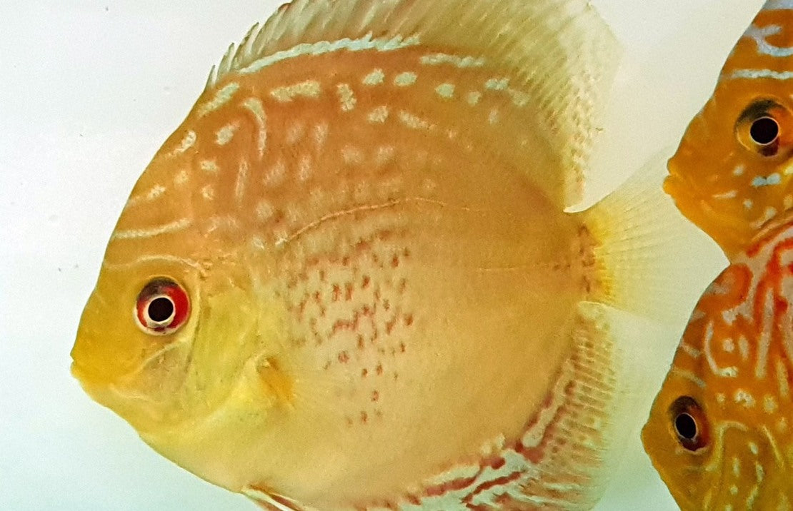 Discus Royal Green Red Spotted S. Aequifasciatus Royal Green Red Spot S ...