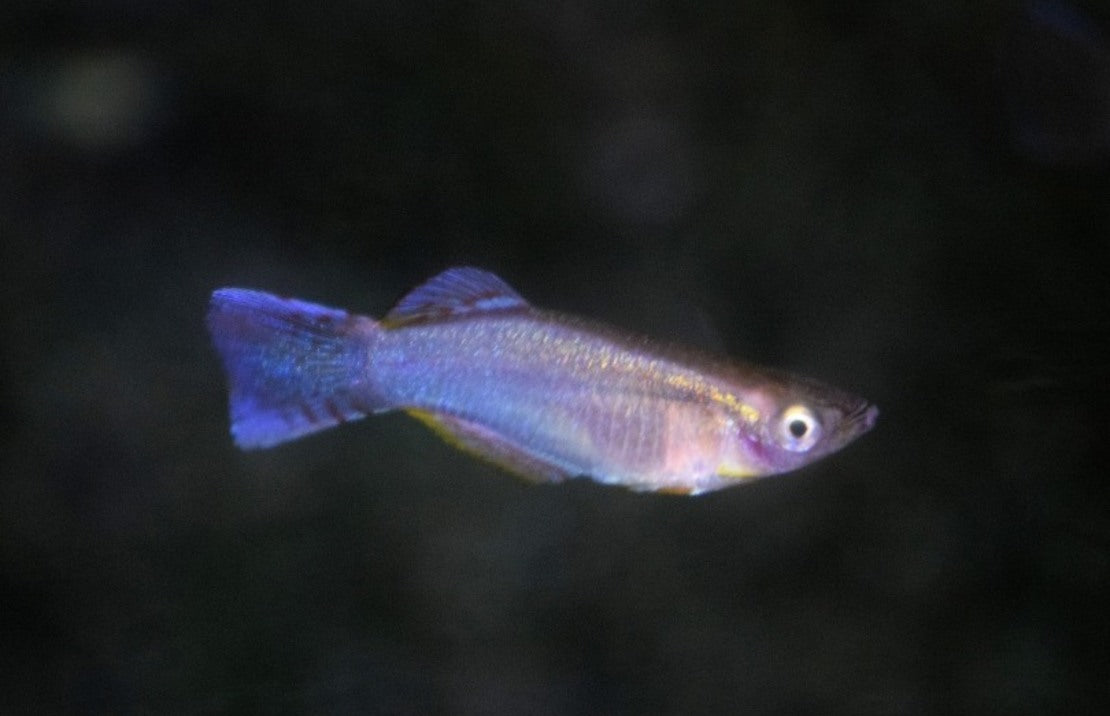 Procatopus Similis Edea M Lichtoogje Similis Edea – Heevis