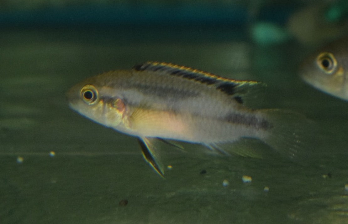 Benitochromis Nigrodorsalis ''moliwe'' Cichlide Cameroen – Heevis