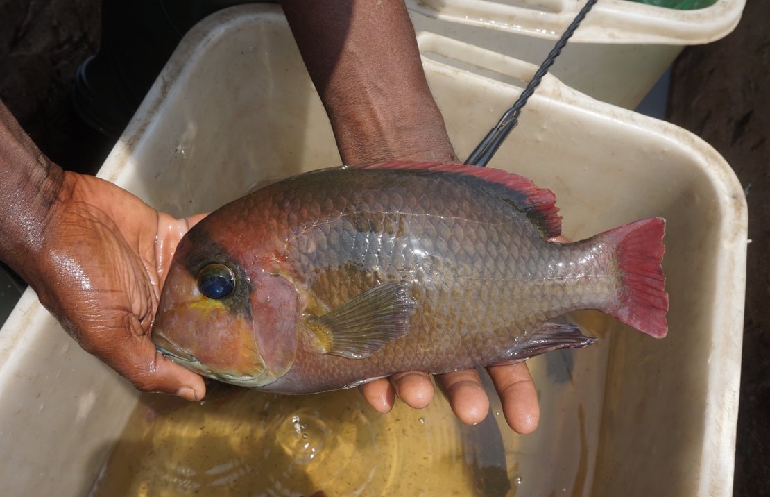 Heterochromis Multidens Congo Cichlide Multidens – Heevis