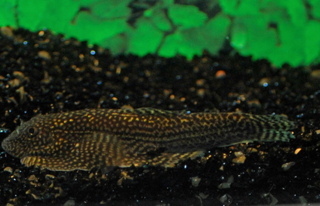 Sewellia Sp. Spotted L Sewellia Spotted – Heevis