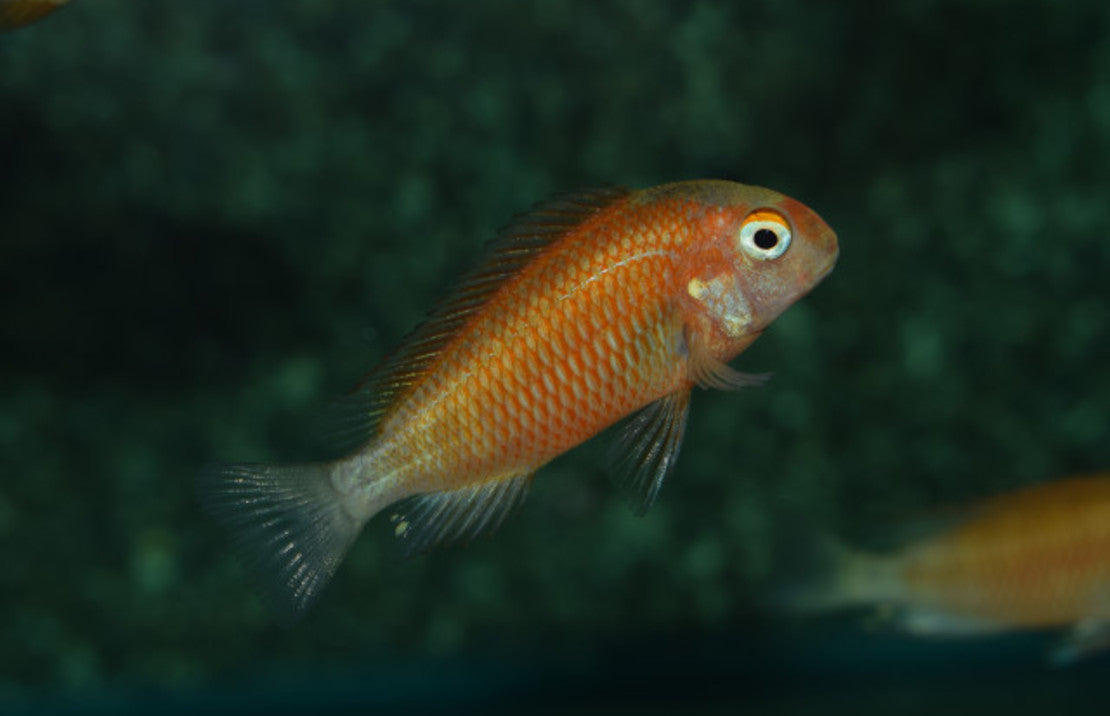 Tropheus Sp. Phoenix S Tanganyika Cichlide Phoenix – Heevis