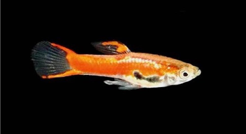 Poecilia reticulata endler Scarlet Red – Heevis